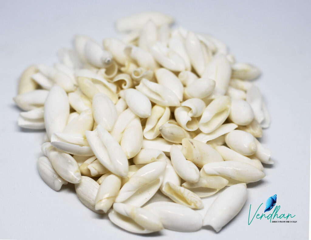 Vendhan White Bubble Shells for Craft (Pack of 1KG) - Vendhan